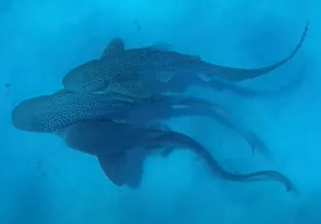 ‘World’s first shark thr3.3some' caught on camera by excited scientists ...