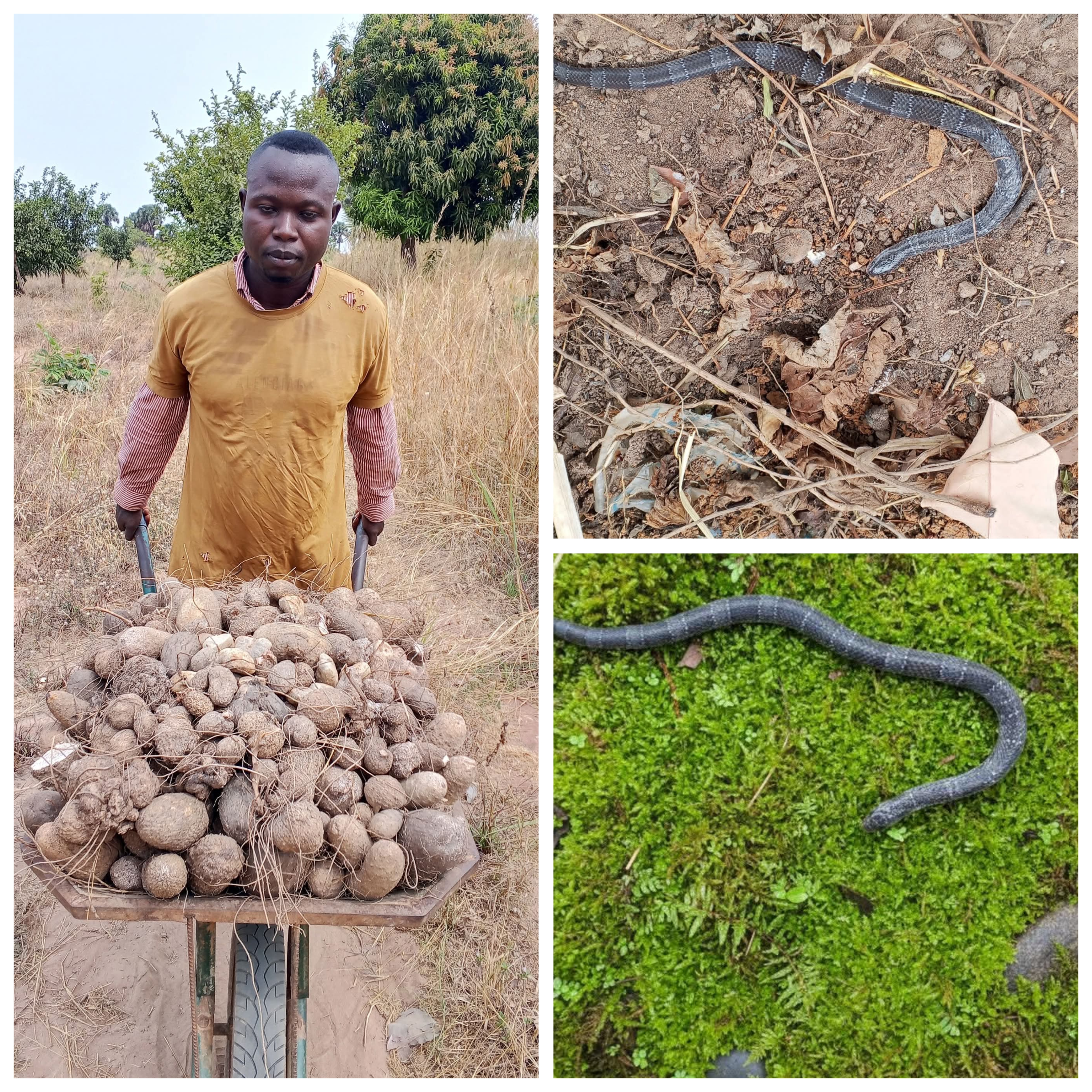 The devil is a liar - Nigerian man celebrates as he narrowly escapes ...