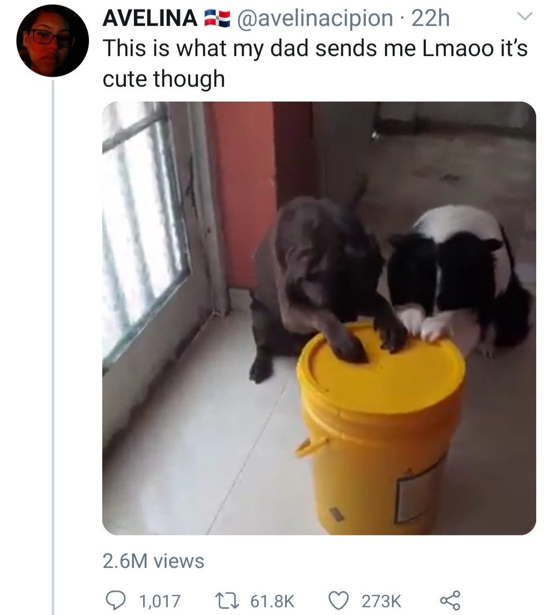 Adorable video of dogs 'praying' before eating goes viral